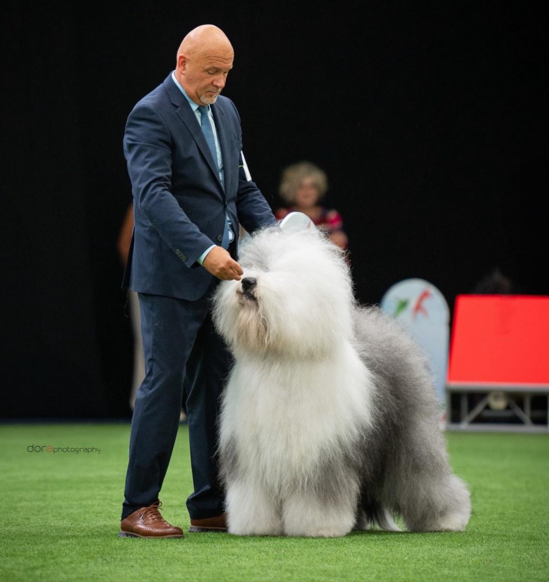 Magyar bobtail lett a világ legszebb kutyája
